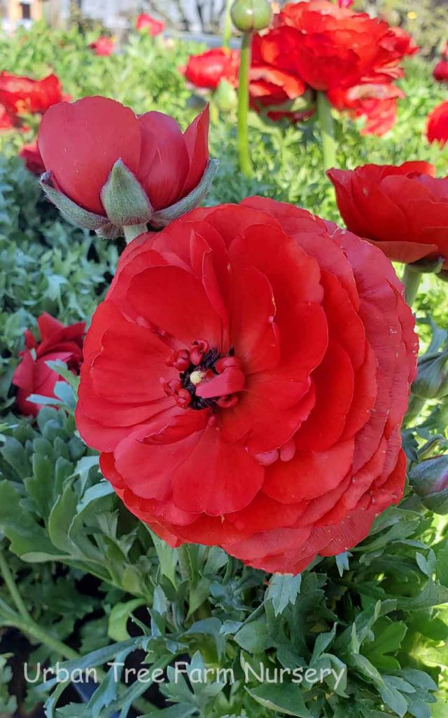 Ranunculus asiaticus 'Mache Red' | Urban Tree Farm Nursery