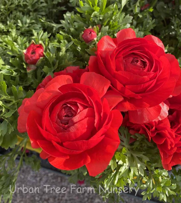 Ranunculus asiaticus 'Mache Red' | Urban Tree Farm Nursery