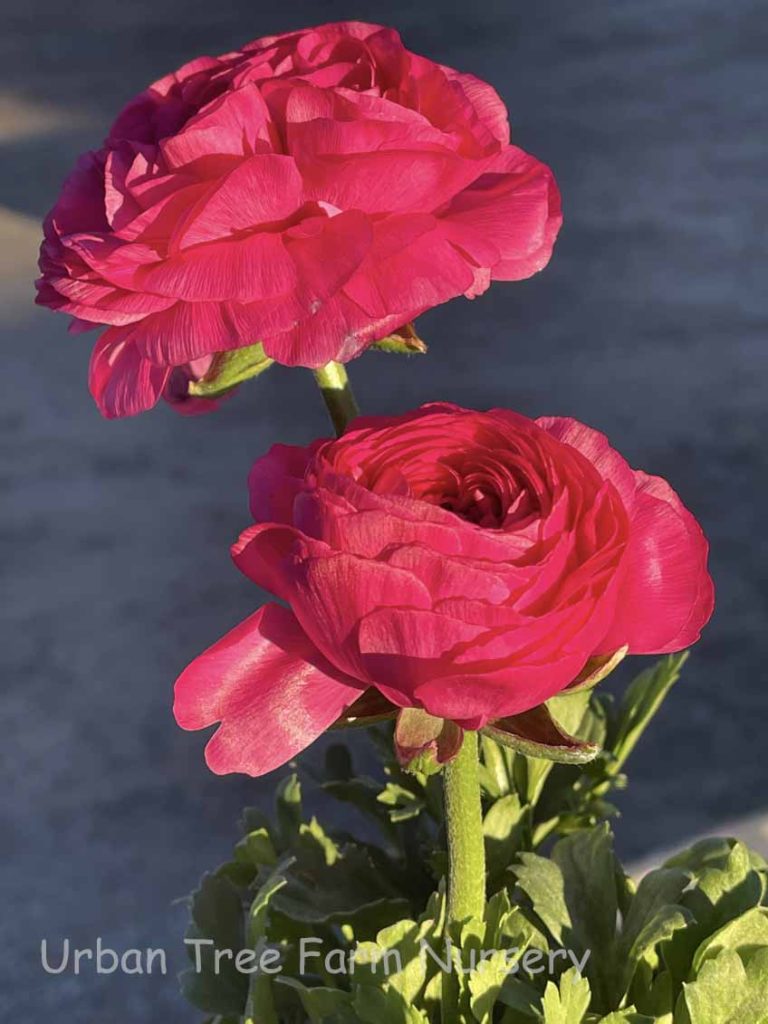 Ranunculus asiaticus 'Mache Rose' | Urban Tree Farm Nursery