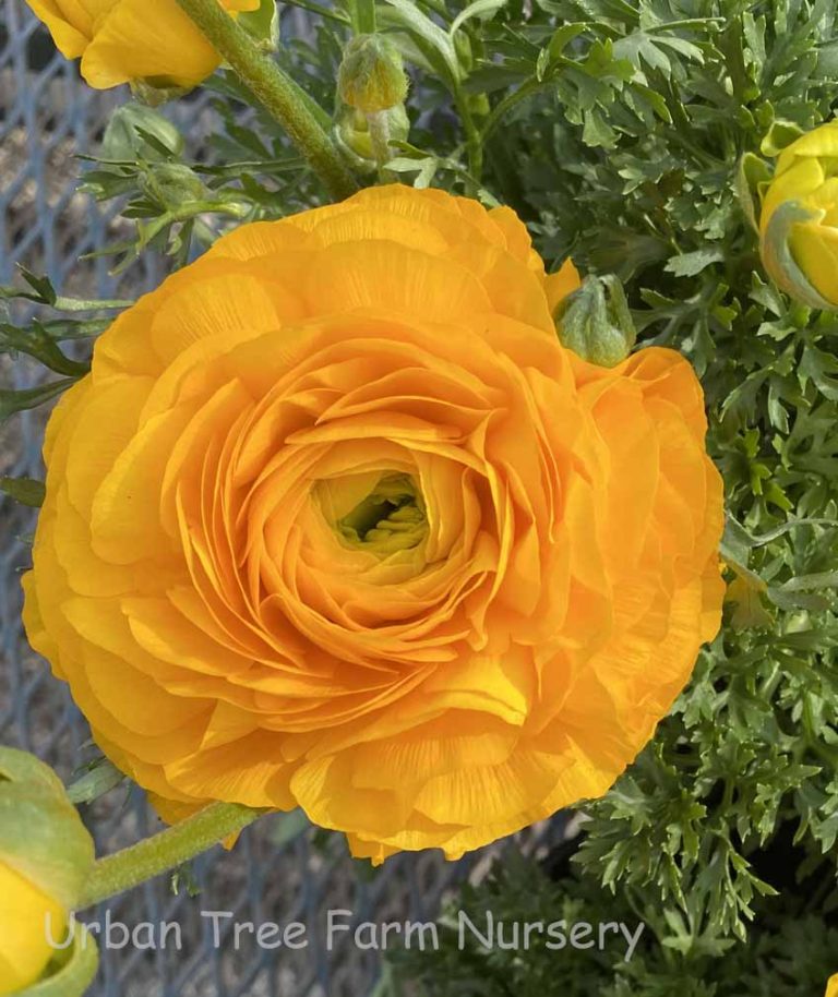 Ranunculus asiaticus 'Mache Yellow' | Urban Tree Farm Nursery