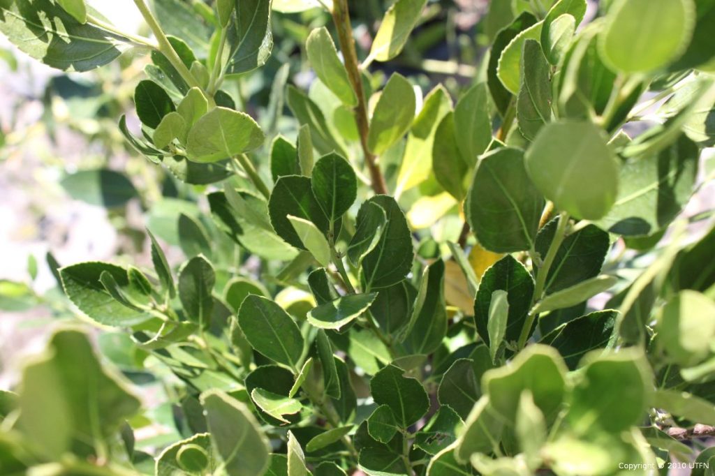 Rhamnus alaternus | Urban Tree Farm Nursery