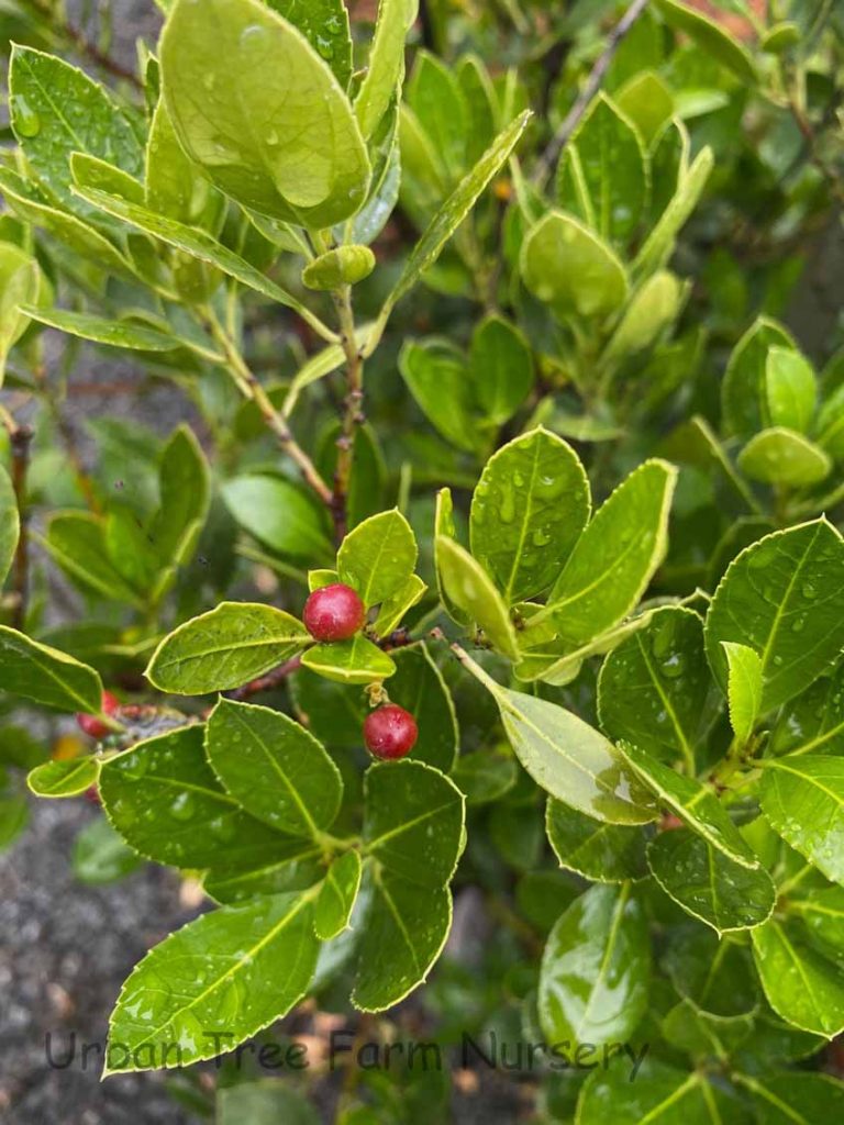 Rhamnus alaternus 'John Edwards' | Urban Tree Farm Nursery