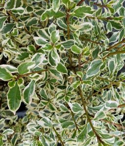 Rhamnus alaternus 'Variegata' | Urban Tree Farm Nursery