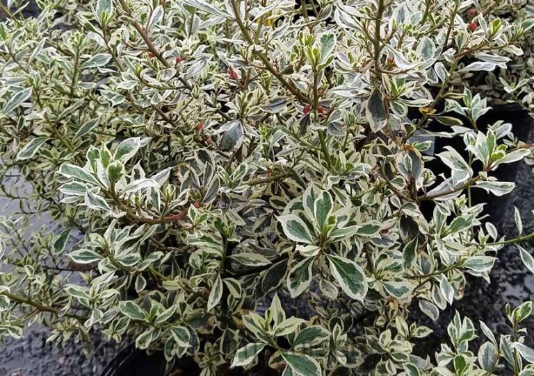 Rhamnus alaternus 'Variegata' | Urban Tree Farm Nursery