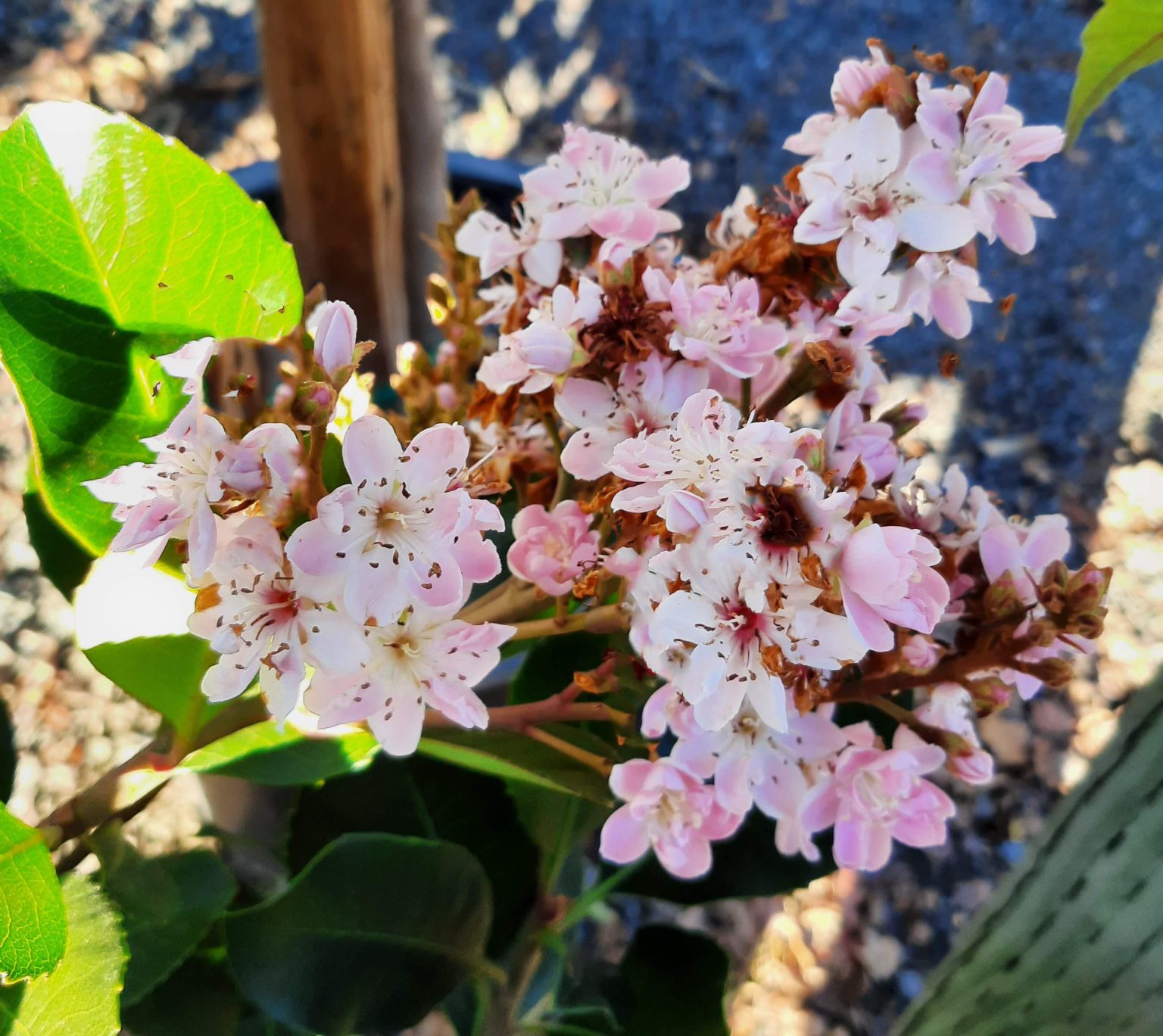 Rhaphiolepis 'Magnificent' | Urban Tree Farm Nursery