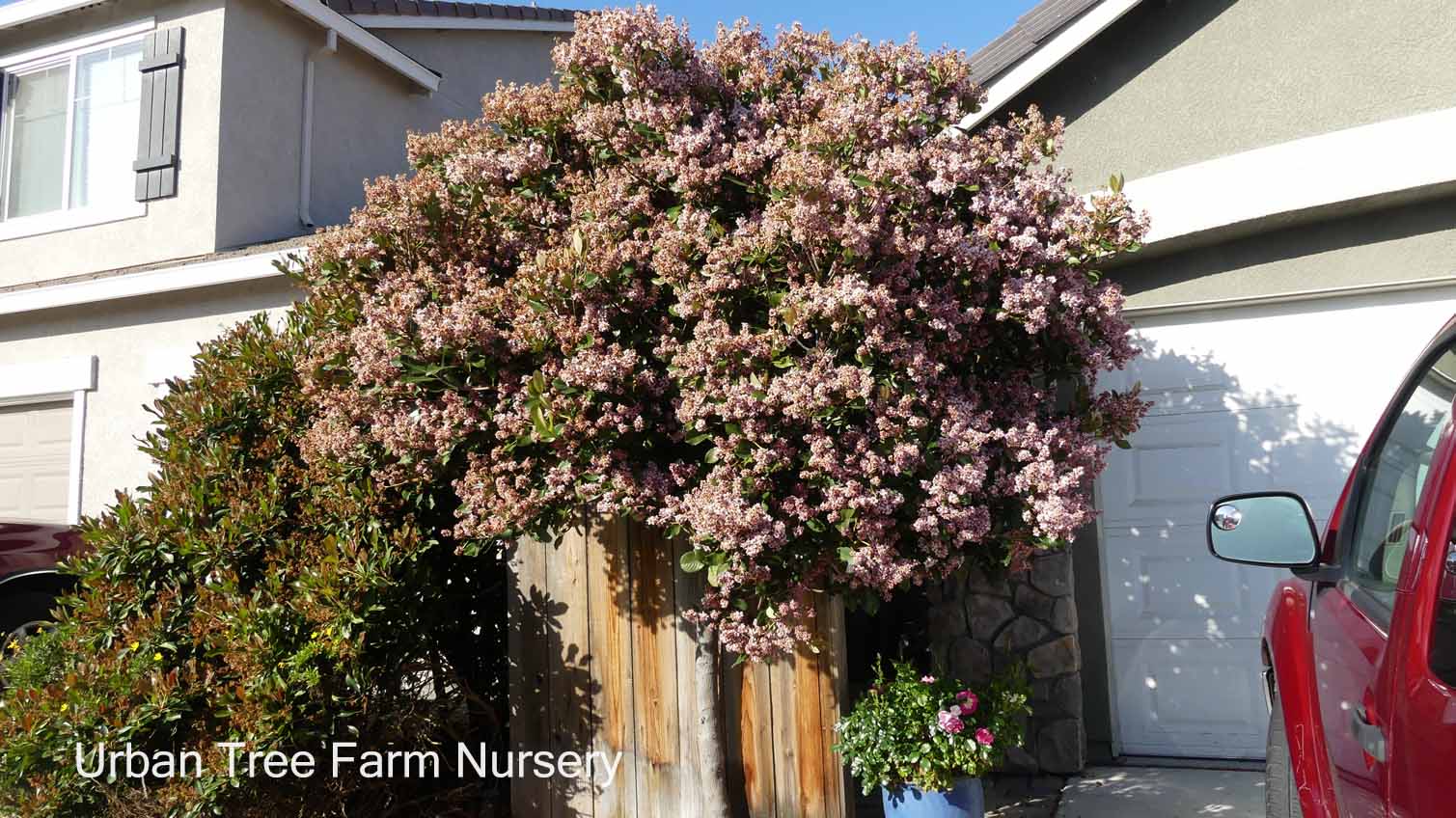 Rhaphiolepis 'Majestic Beauty' PATIO | Urban Tree Farm Nursery