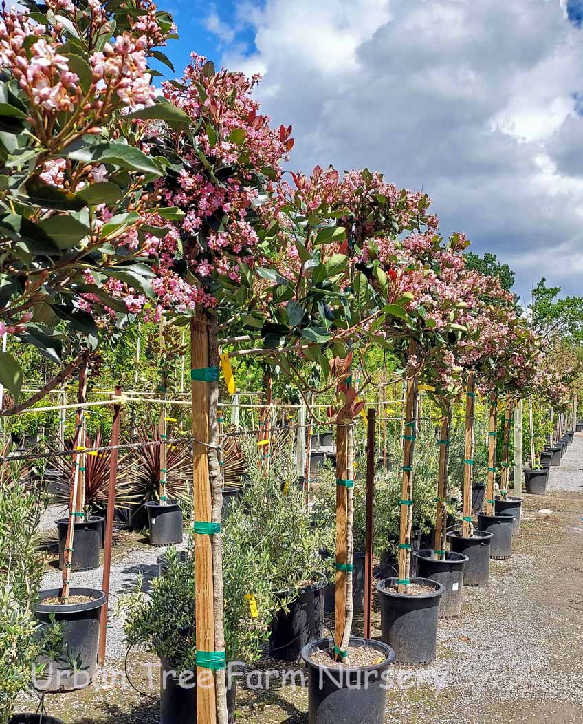 Broad Leaf Evergreens | Urban Tree Farm Nursery