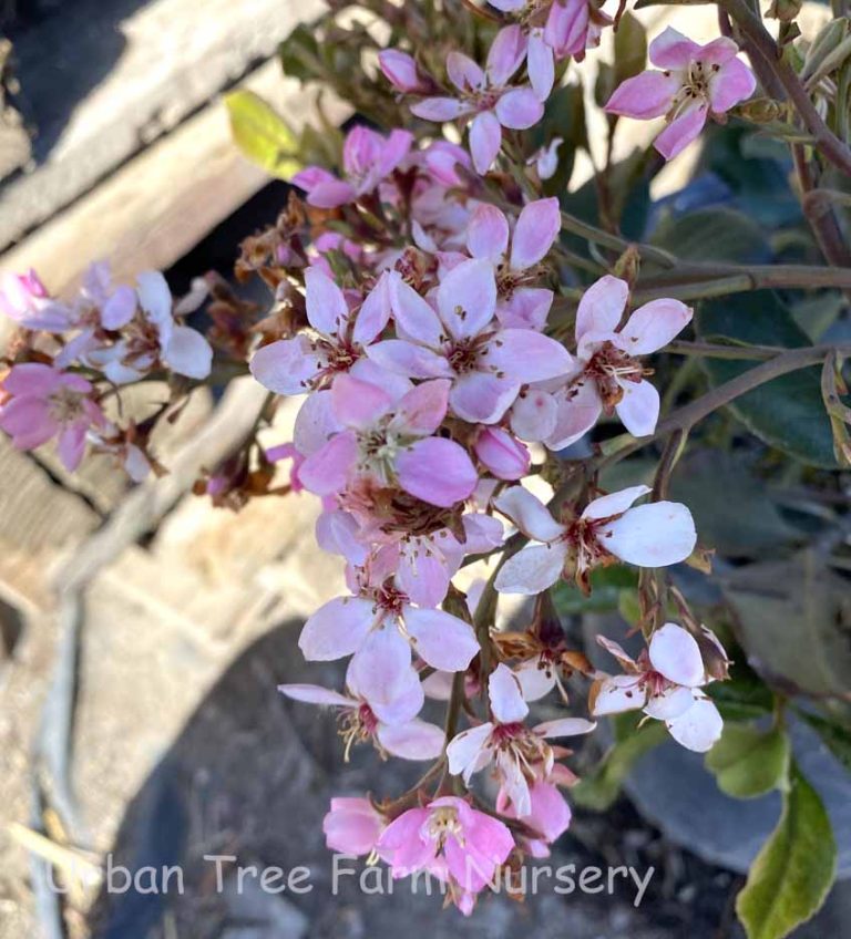 Rhaphiolepis indica 'Pink Lady' | Urban Tree Farm Nursery