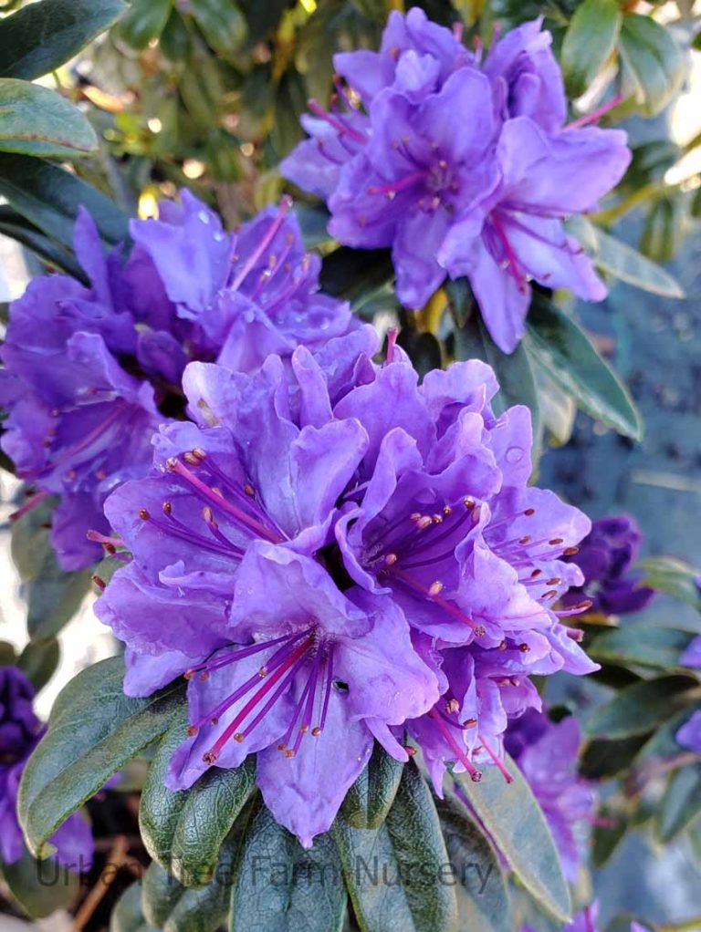 Rhododendron 'Blue Baron' | Urban Tree Farm Nursery
