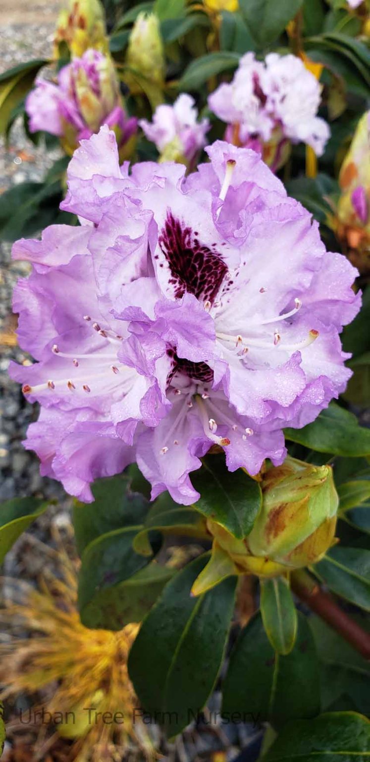 Rhododendron 'Blue Peter' | Urban Tree Farm Nursery