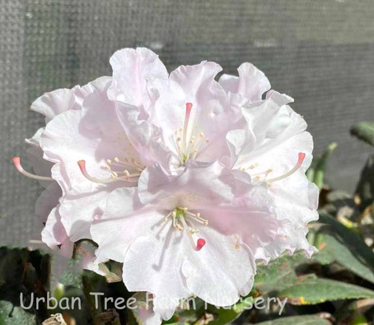Rhododendron 'Crete' | Urban Tree Farm Nursery