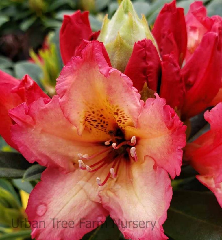Rhododendron 'Fire Rim' | Urban Tree Farm Nursery