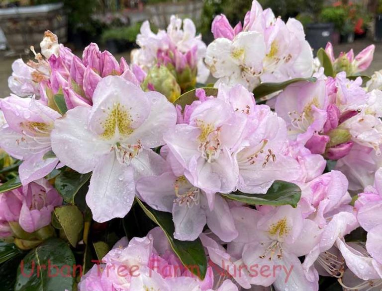 Rhododendron 'Gomer Waterer' | Urban Tree Farm Nursery