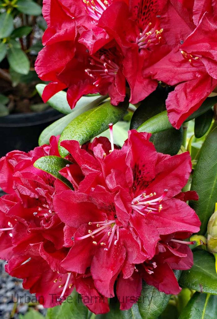 Rhododendron 'Henry's Red' | Urban Tree Farm Nursery