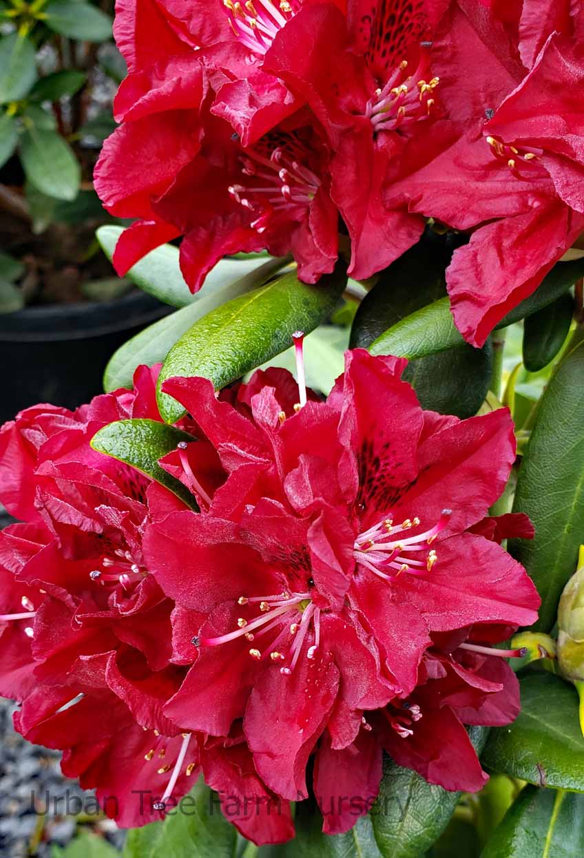 Rhododendron 'Henry's Red' | Urban Tree Farm Nursery