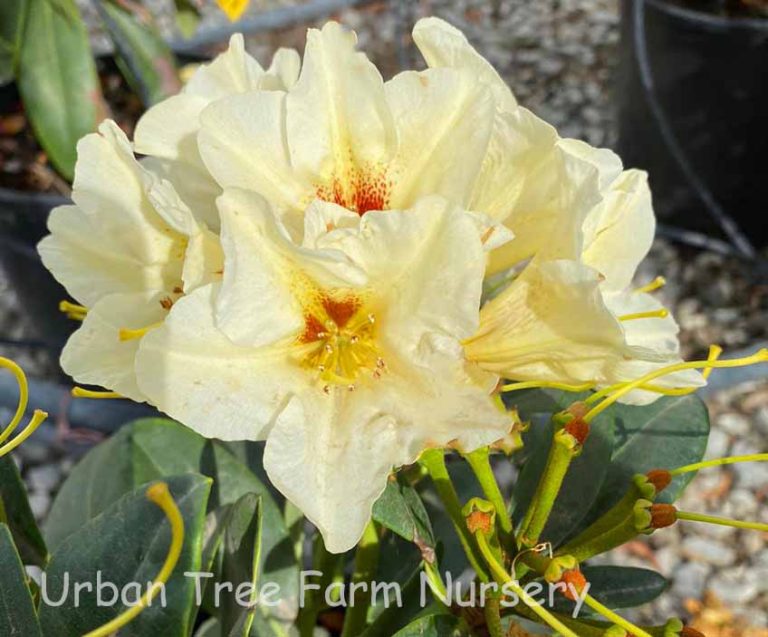 Rhododendron 'Holden's Solar Flair' | Urban Tree Farm Nursery