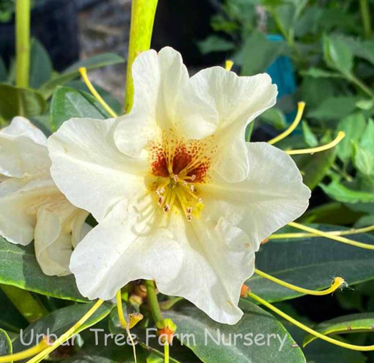 Rhododendron 'Holden's Solar Flair' | Urban Tree Farm Nursery