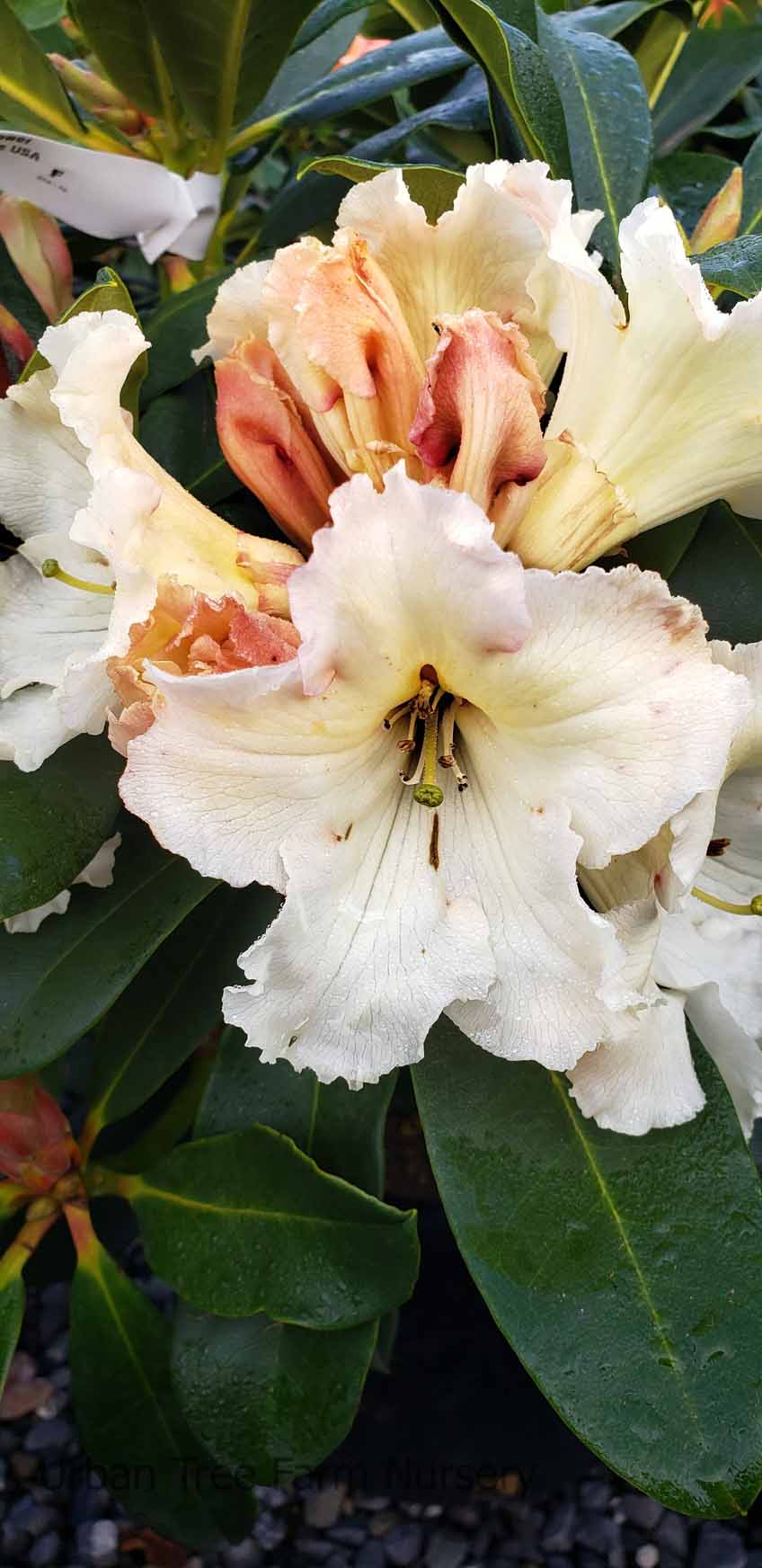 Rhododendron 'Horizon Monarch' | Urban Tree Farm Nursery