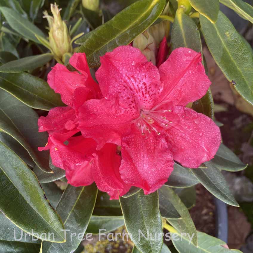 Rhododendron 'Jean Marie DeMontague' | Urban Tree Farm Nursery