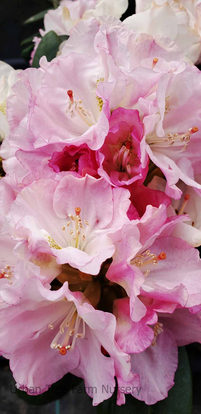 Rhododendron 'Ken Janeck' | Urban Tree Farm Nursery