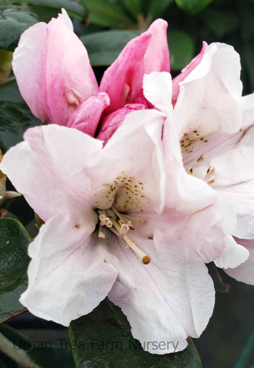 Rhododendron 'Ken Janeck' | Urban Tree Farm Nursery