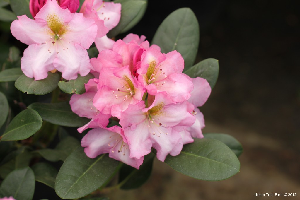 Rhododendron 'Lavender Princess' | Urban Tree Farm Nursery