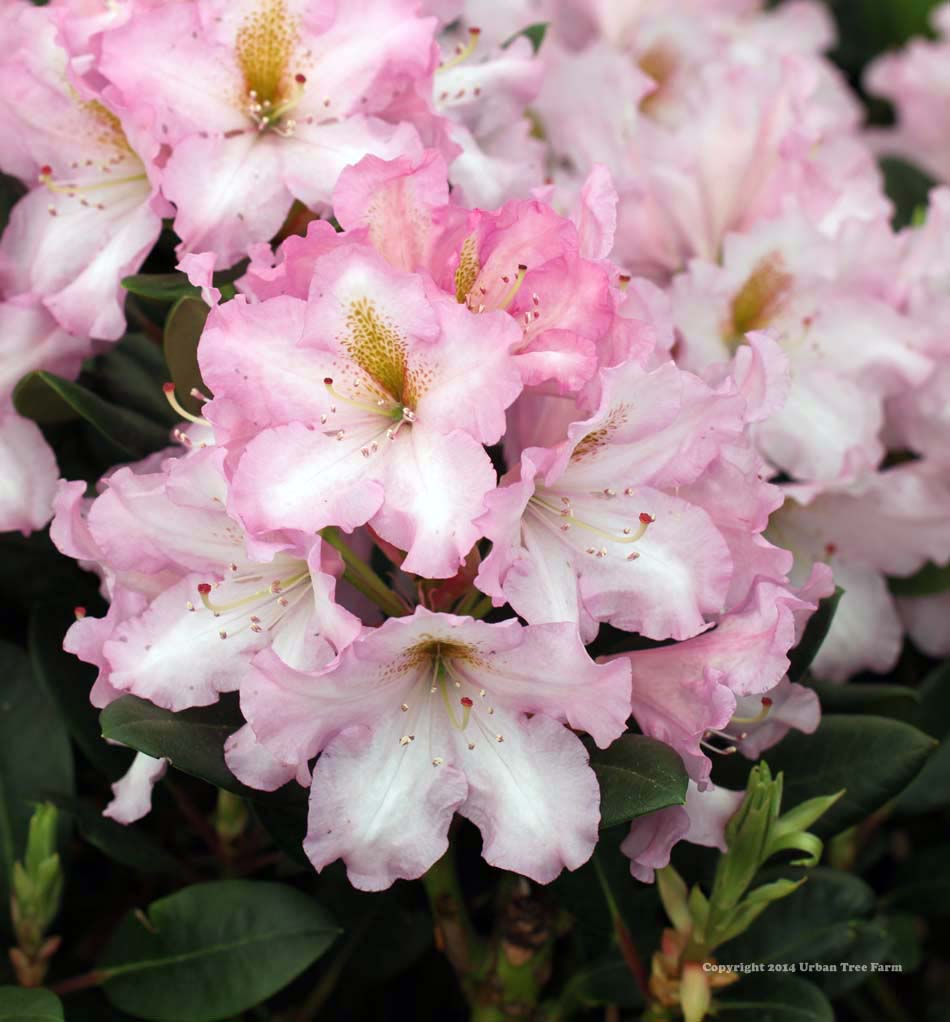 Rhododendron 'Lavender Princess' | Urban Tree Farm Nursery