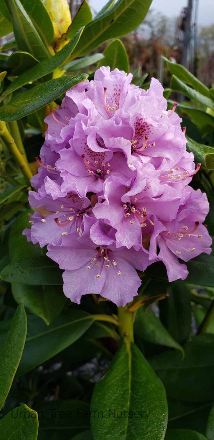 Rhododendron 'Lavender Queen' | Urban Tree Farm Nursery