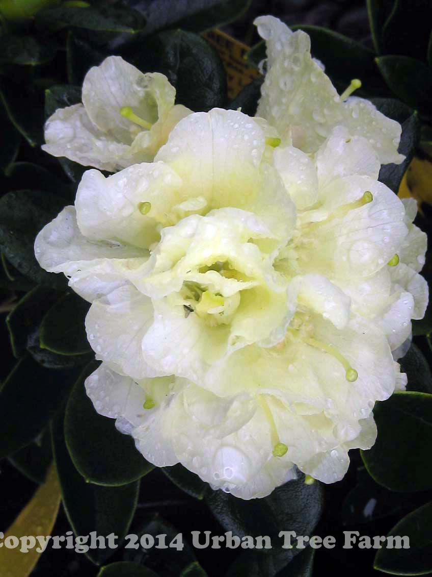 Rhododendron 'Lemon Dream' | Urban Tree Farm Nursery