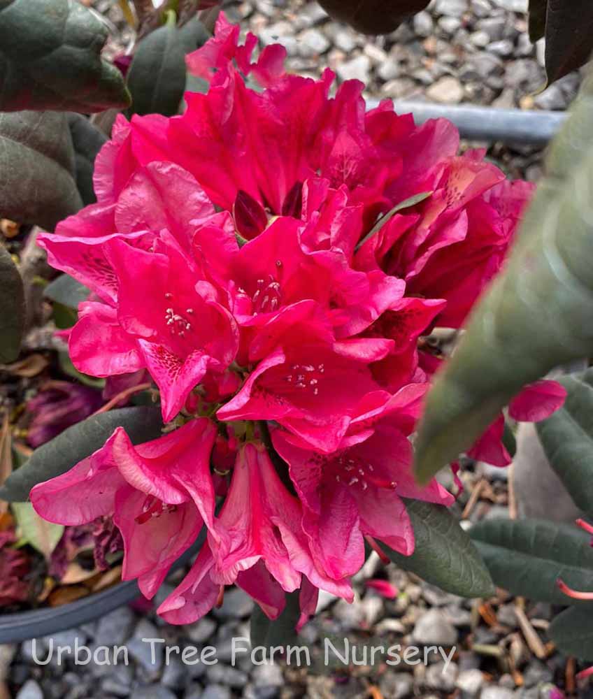 Rhododendron 'Lord Roberts' | Urban Tree Farm Nursery