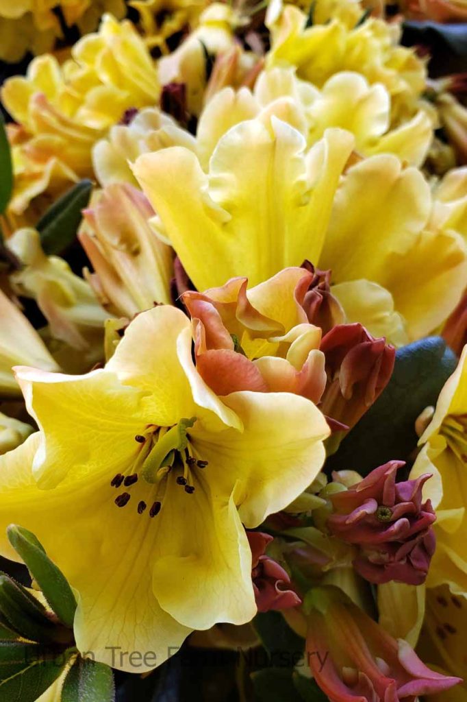 Rhododendron 'Nancy Evans' | Urban Tree Farm Nursery