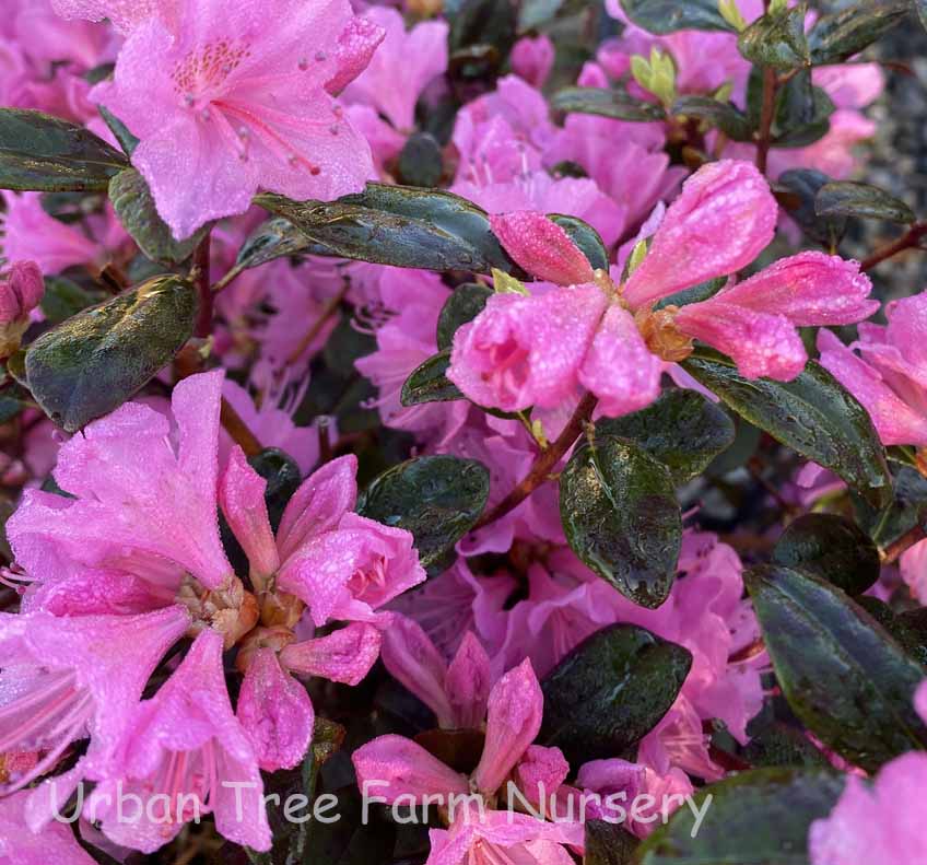 Rhododendron 'Olga Mezitt' | Urban Tree Farm Nursery