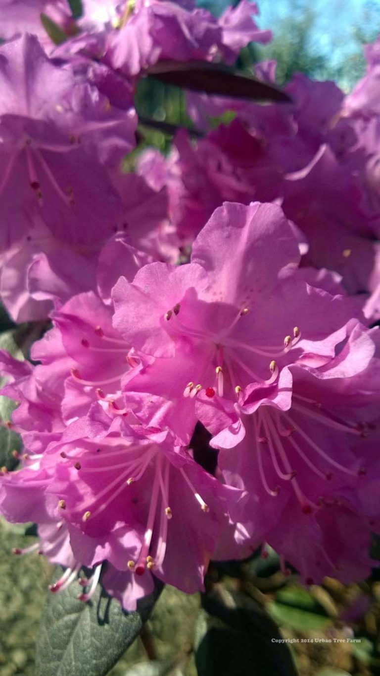 Rhododendron 'PJM Elite' | Urban Tree Farm Nursery