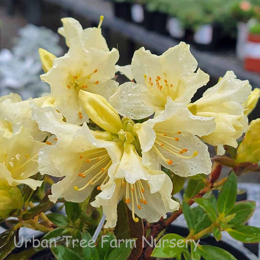 Rhododendron 'Patty Bee' | Urban Tree Farm Nursery