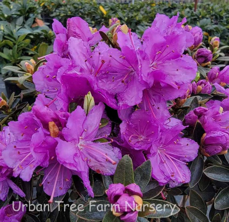 Rhododendron 'Purple Gem' | Urban Tree Farm Nursery
