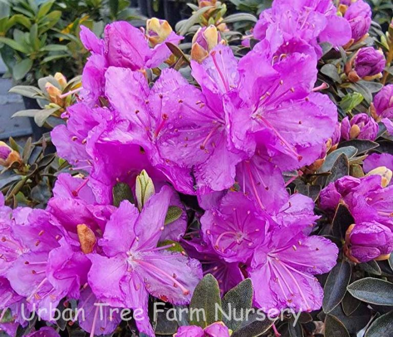 Rhododendron 'Purple Gem' | Urban Tree Farm Nursery