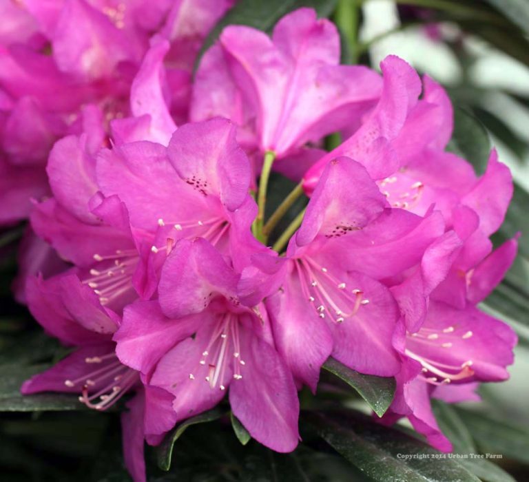 Rhododendron 'Purple Passion' | Urban Tree Farm Nursery