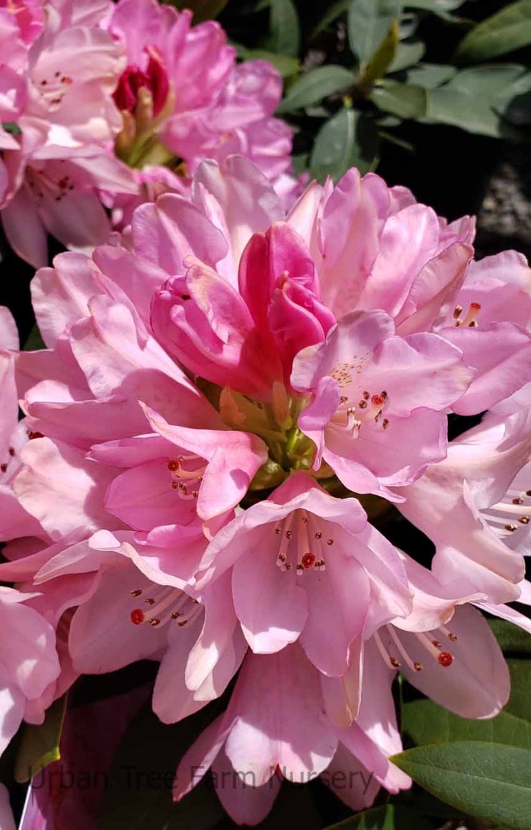 Rhododendron 'Queen Alice' | Urban Tree Farm Nursery