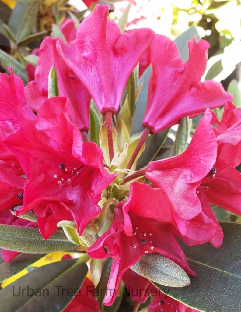 Rhododendron 'Rangoon' | Urban Tree Farm Nursery