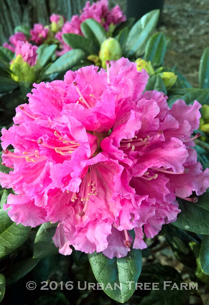 Rhododendron 'Rocket' | Urban Tree Farm Nursery