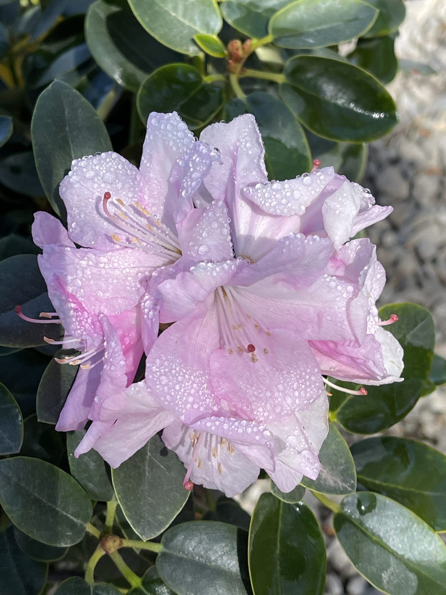 Rhododendron 'Royal Pink' | Urban Tree Farm Nursery