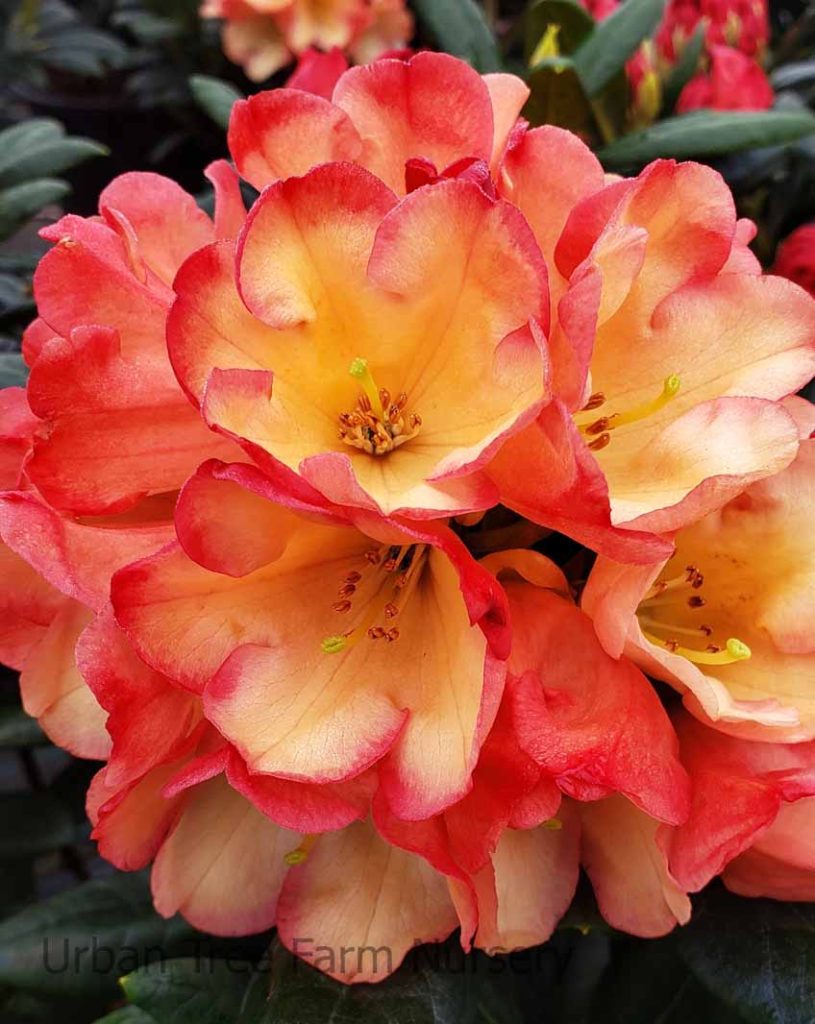 Rhododendron 'Seaview Sunset' | Urban Tree Farm Nursery