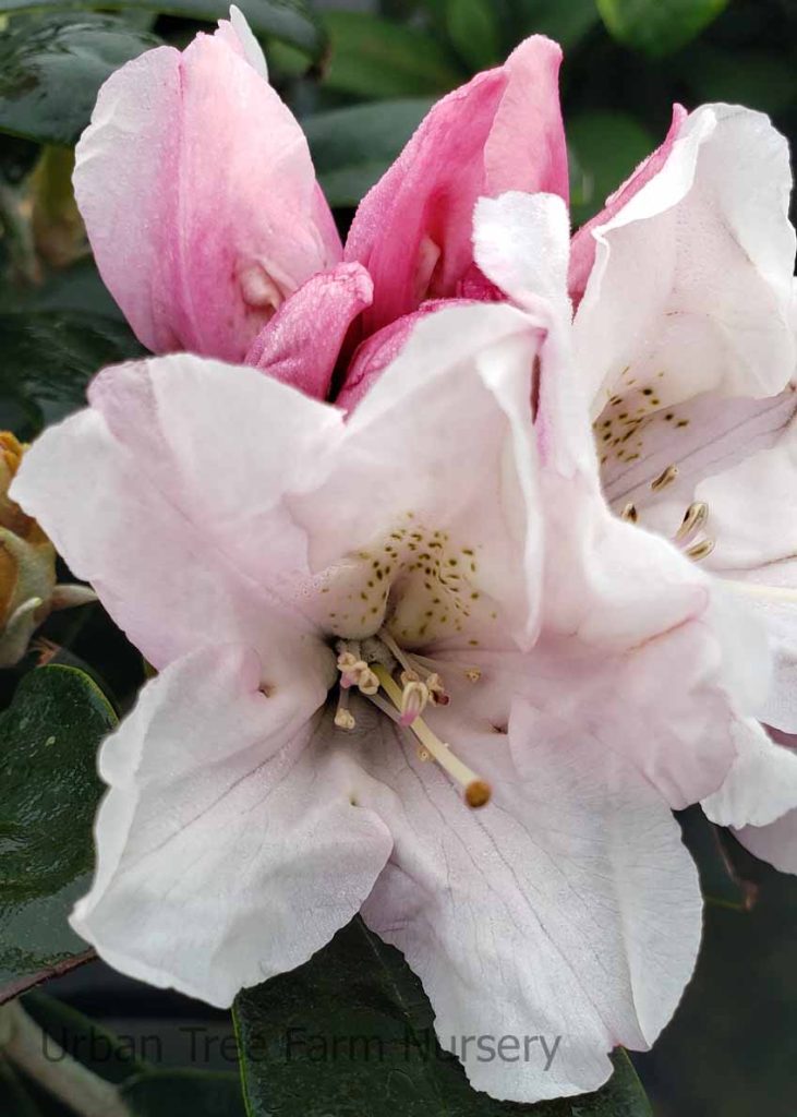 Rhododendron 'Yaku Prince' | Urban Tree Farm Nursery