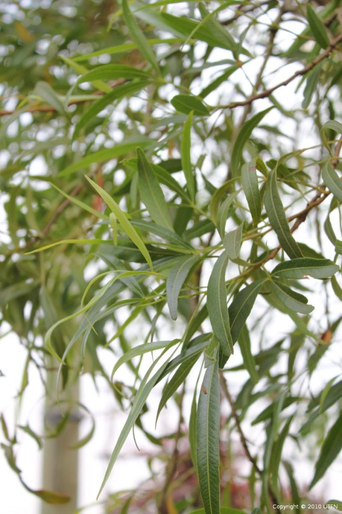 Rhus lancea MULTI | Urban Tree Farm Nursery