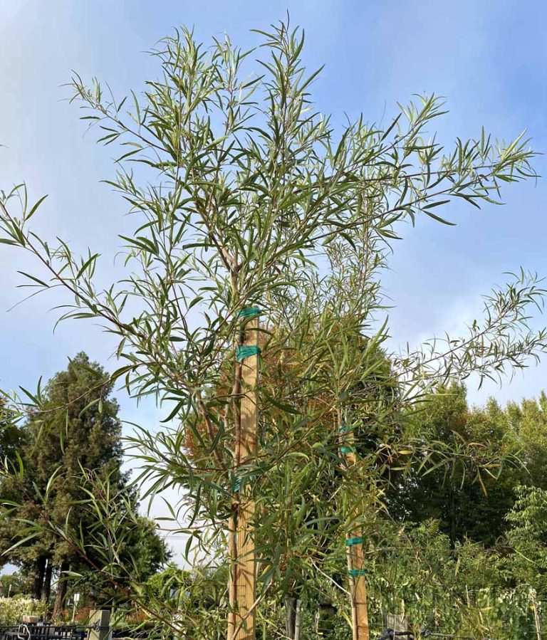 Rhus lancea STD | Urban Tree Farm Nursery