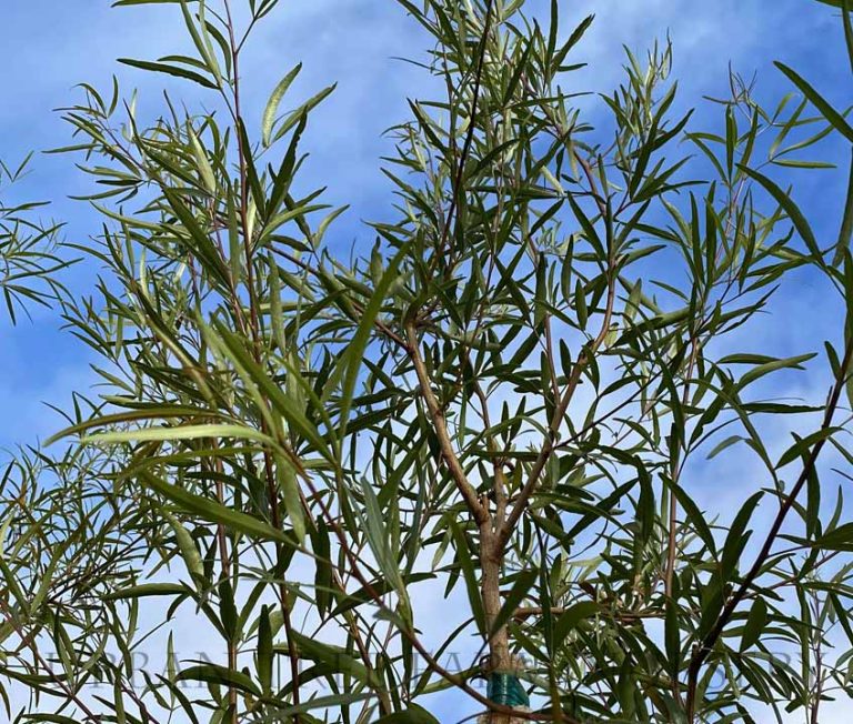 Rhus lancea STD | Urban Tree Farm Nursery