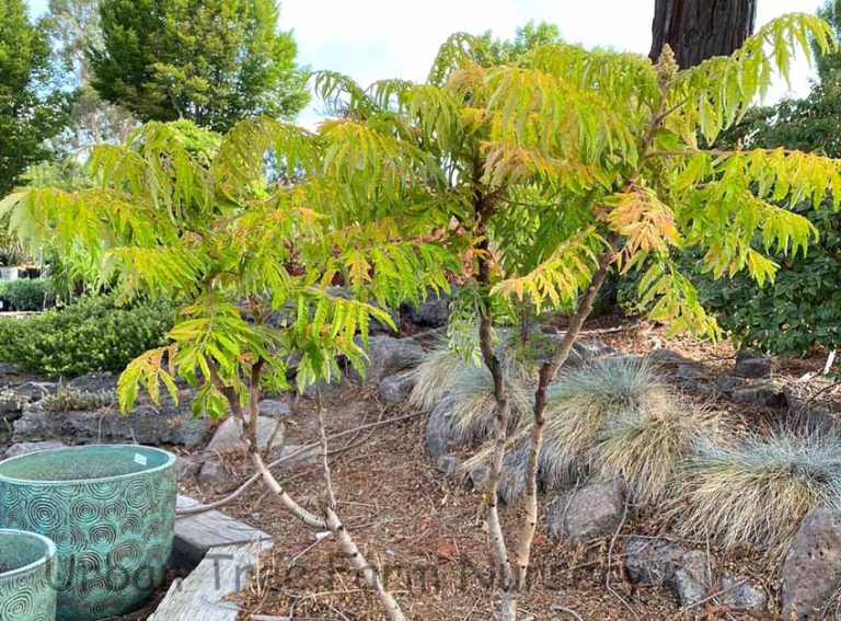 Rhus typhina 'Tiger Eyes' | Urban Tree Farm Nursery