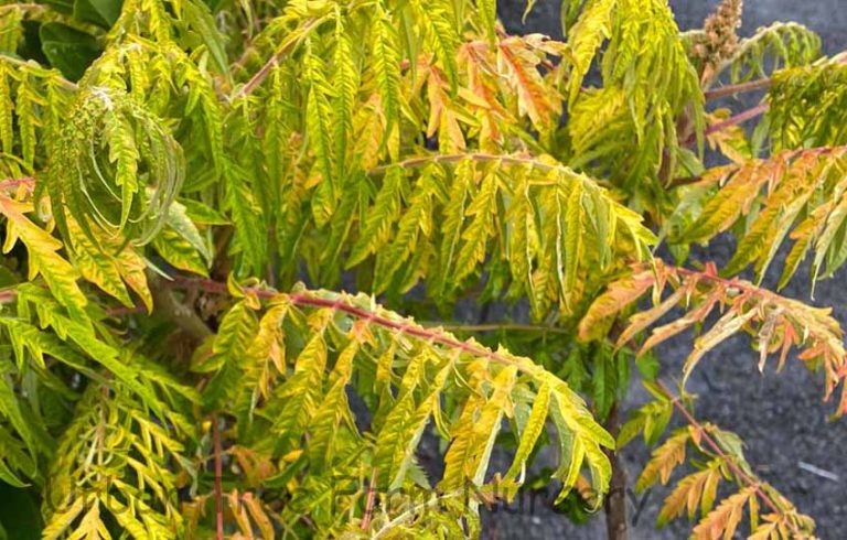Rhus typhina 'Tiger Eyes' | Urban Tree Farm Nursery