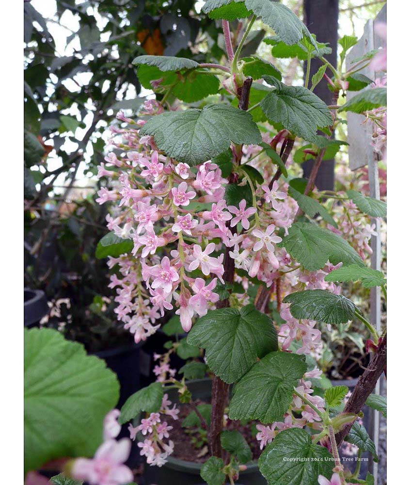 Ribes sanguineum 'King Edward VII' STD | Urban Tree Farm Nursery