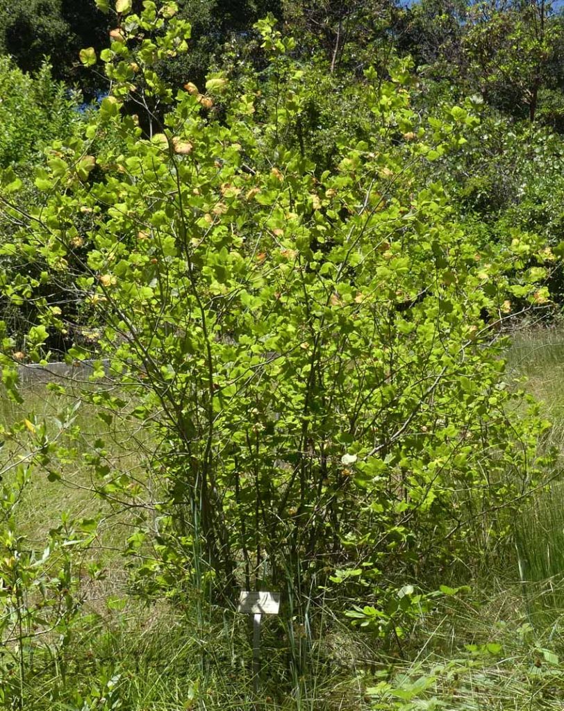 Ribes sanguineum glutinosum | Urban Tree Farm Nursery